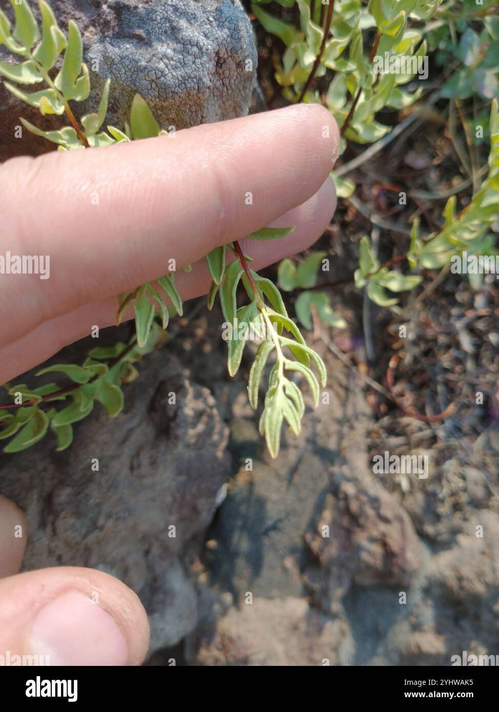 Cliffbrake hi-res stock photography and images - Alamy