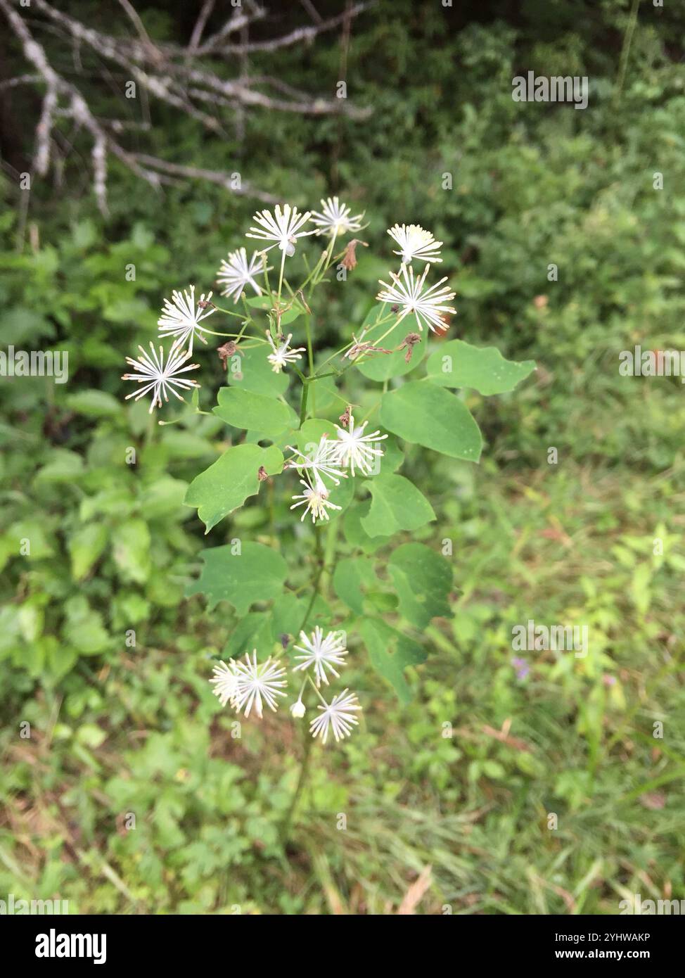 tall meadow-rue (Thalictrum pubescens Stock Photo - Alamy