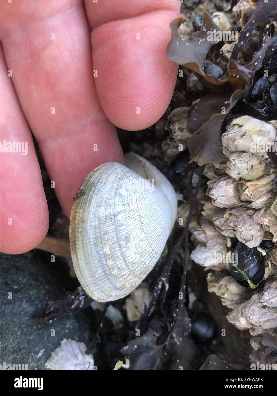 Japanese Littleneck (Ruditapes philippinarum Stock Photo - Alamy