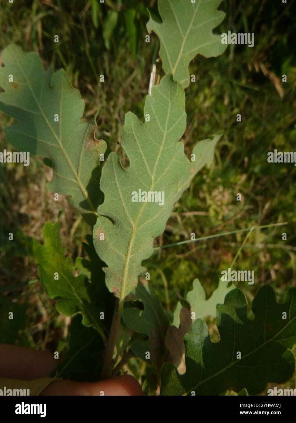 downy oak (Quercus pubescens Stock Photo - Alamy