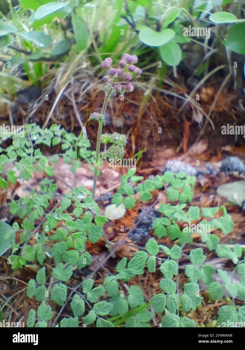 Foetid Meadow-rue (Thalictrum foetidum Stock Photo - Alamy