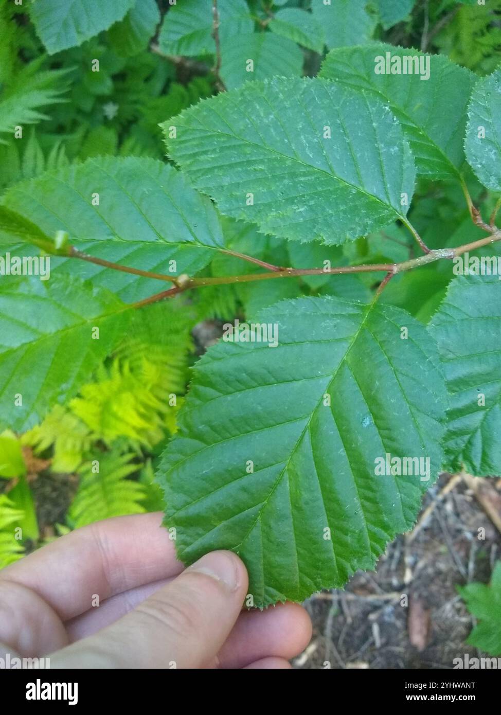 green alder (Alnus alnobetula Stock Photo - Alamy