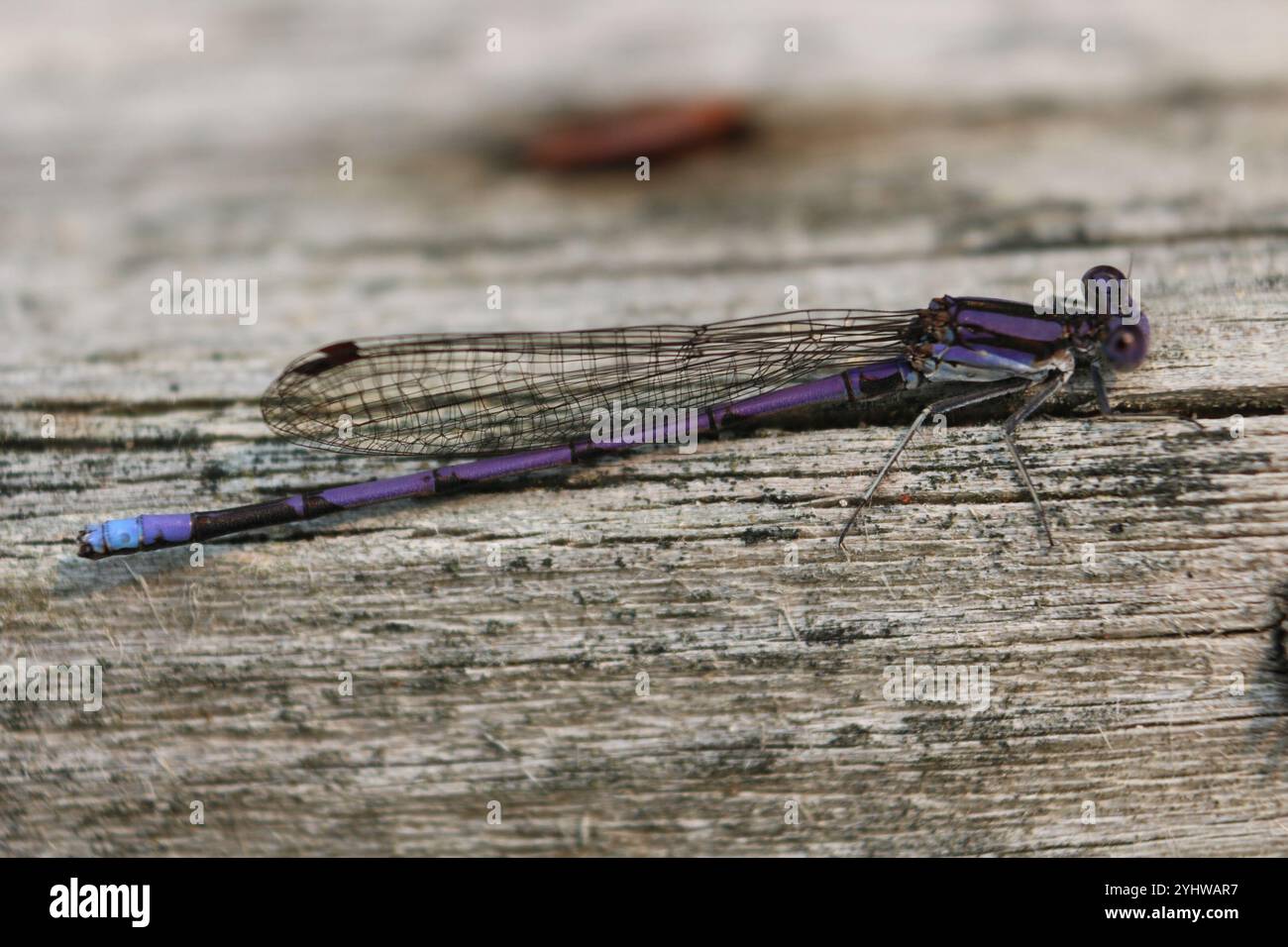 Variable Dancer (Argia fumipennis Stock Photo - Alamy