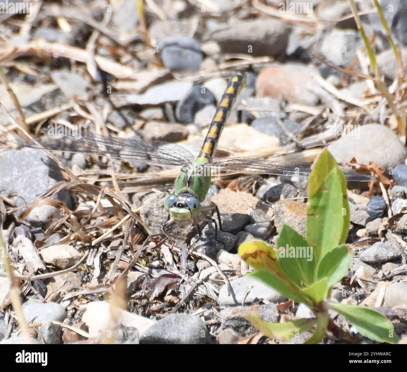 Pale Snaketail (Ophiogomphus severus Stock Photo - Alamy