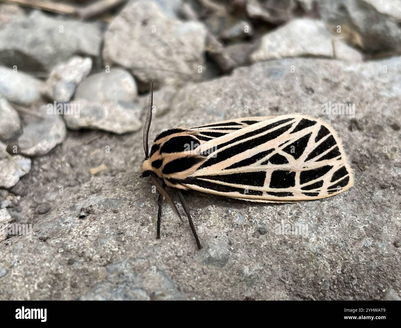 Virgin tiger moth hi-res stock photography and images - Alamy