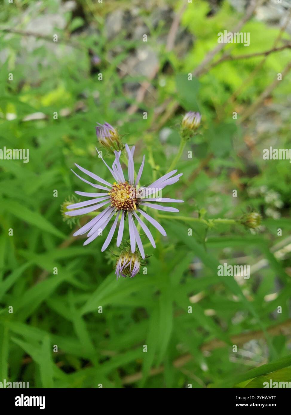 Douglas aster hi-res stock photography and images - Alamy
