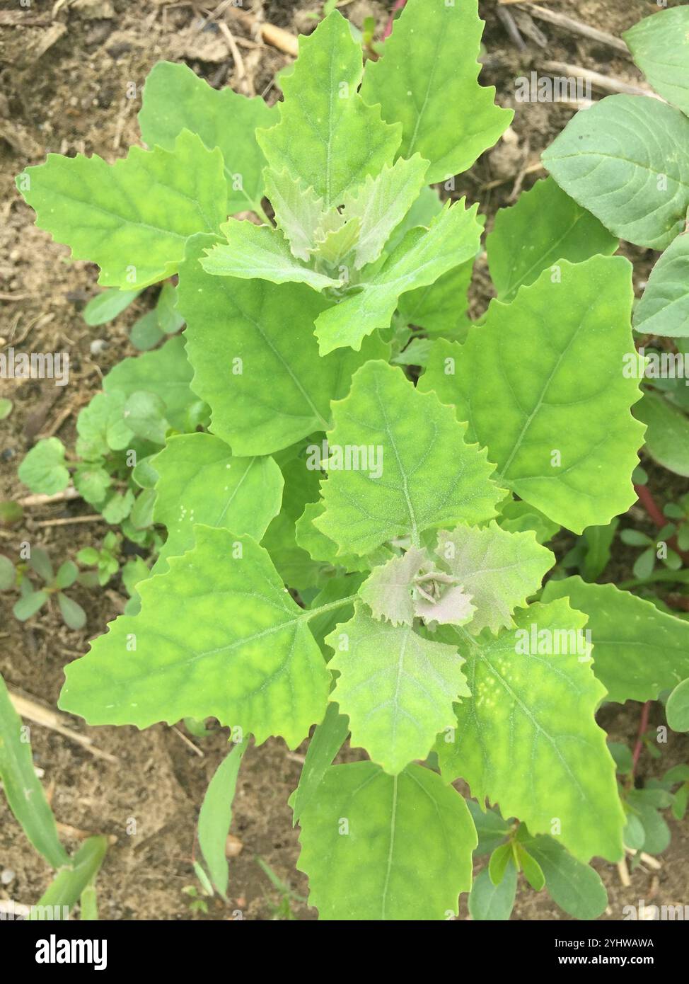 Common Lambsquarters (Chenopodium album Stock Photo - Alamy