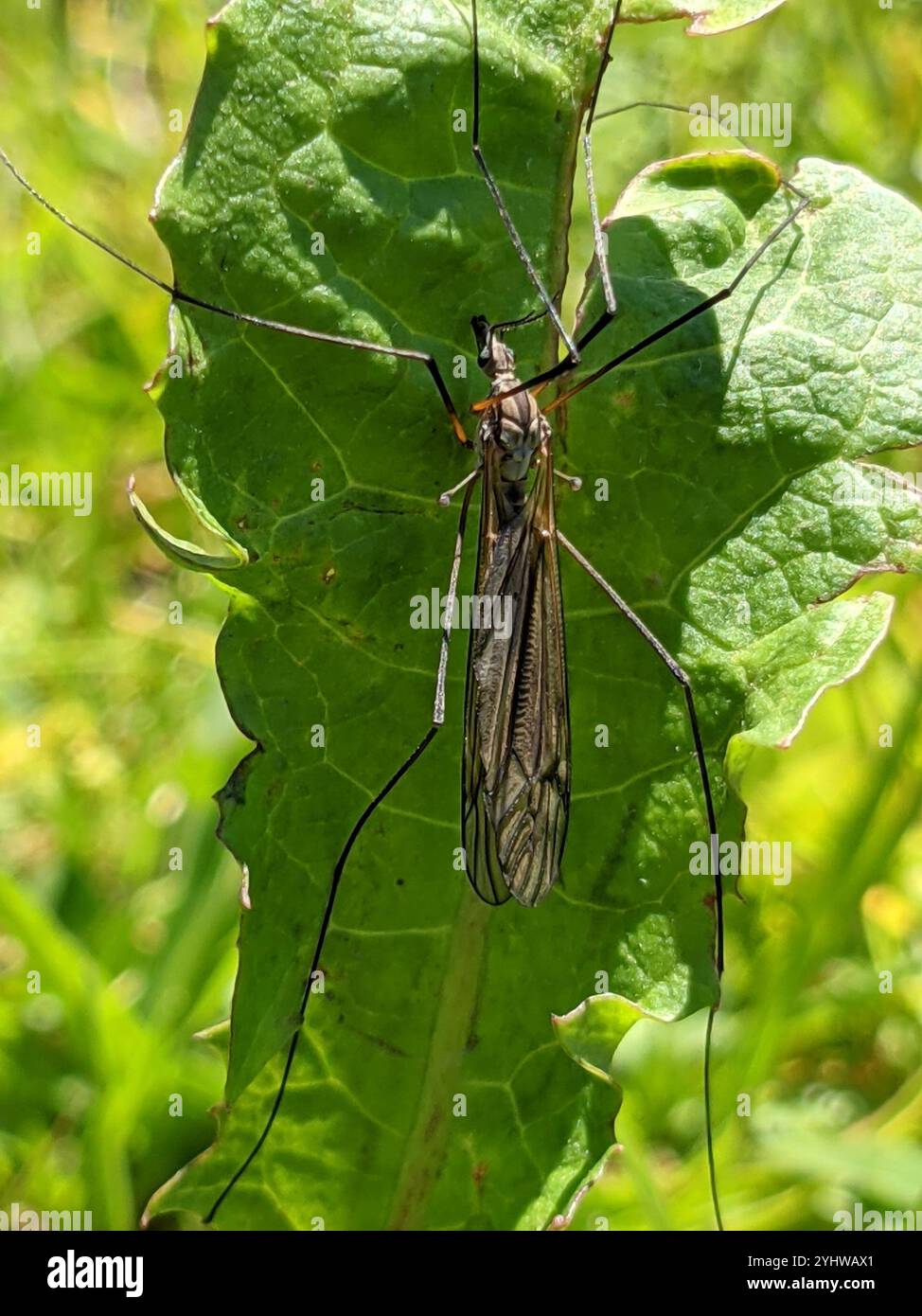 European Crane Fly (Tipula paludosa Stock Photo - Alamy