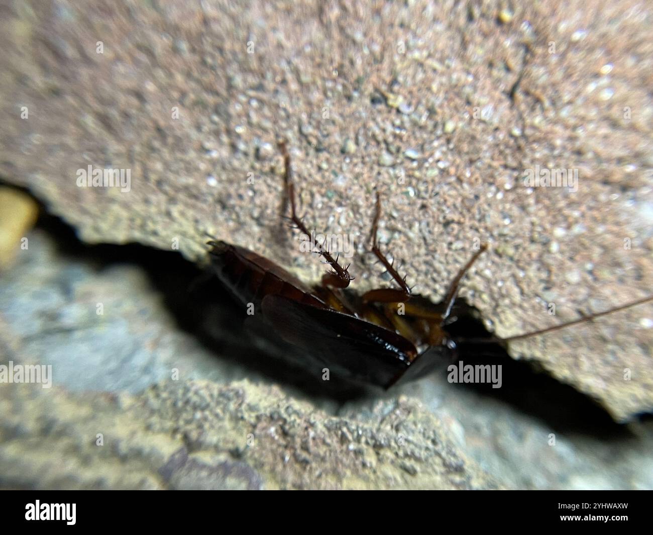 Oriental Cockroach (Blatta orientalis Stock Photo - Alamy