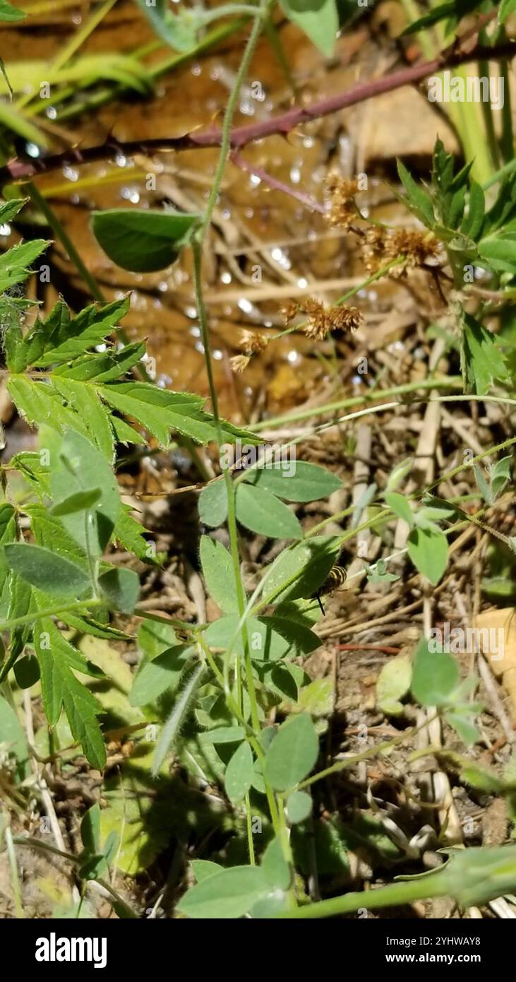Spanish clover (Acmispon americanus Stock Photo - Alamy