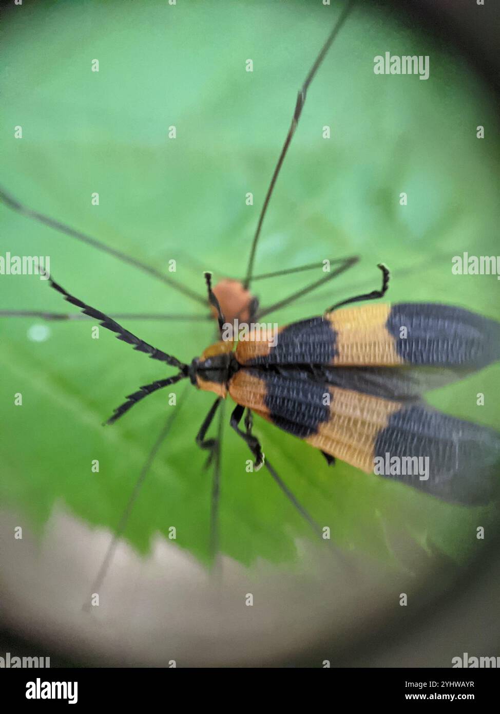 Reticulated net winged beetle hi-res stock photography and images - Alamy