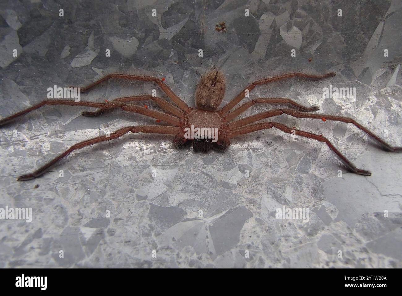 Social Huntsman Spider (Delena cancerides Stock Photo - Alamy