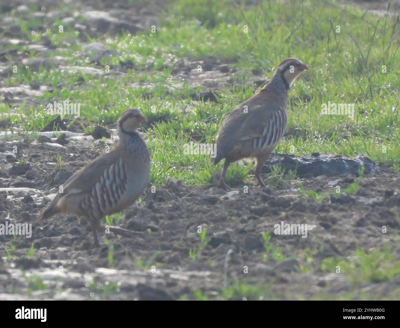 Red-legged Partridge (Alectoris rufa Stock Photo - Alamy