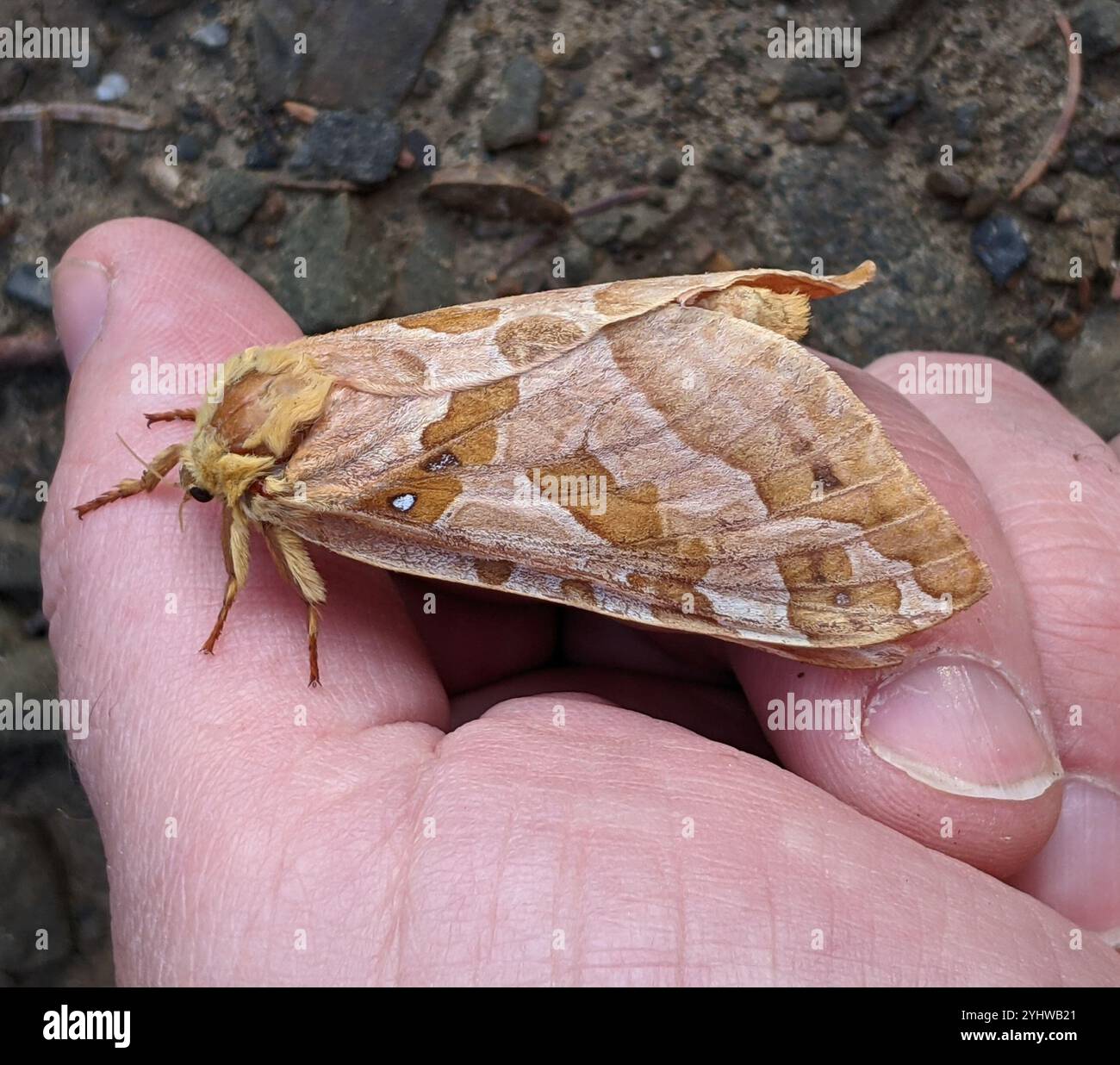 Four-spotted Ghost Moth (Sthenopis purpurascens Stock Photo - Alamy