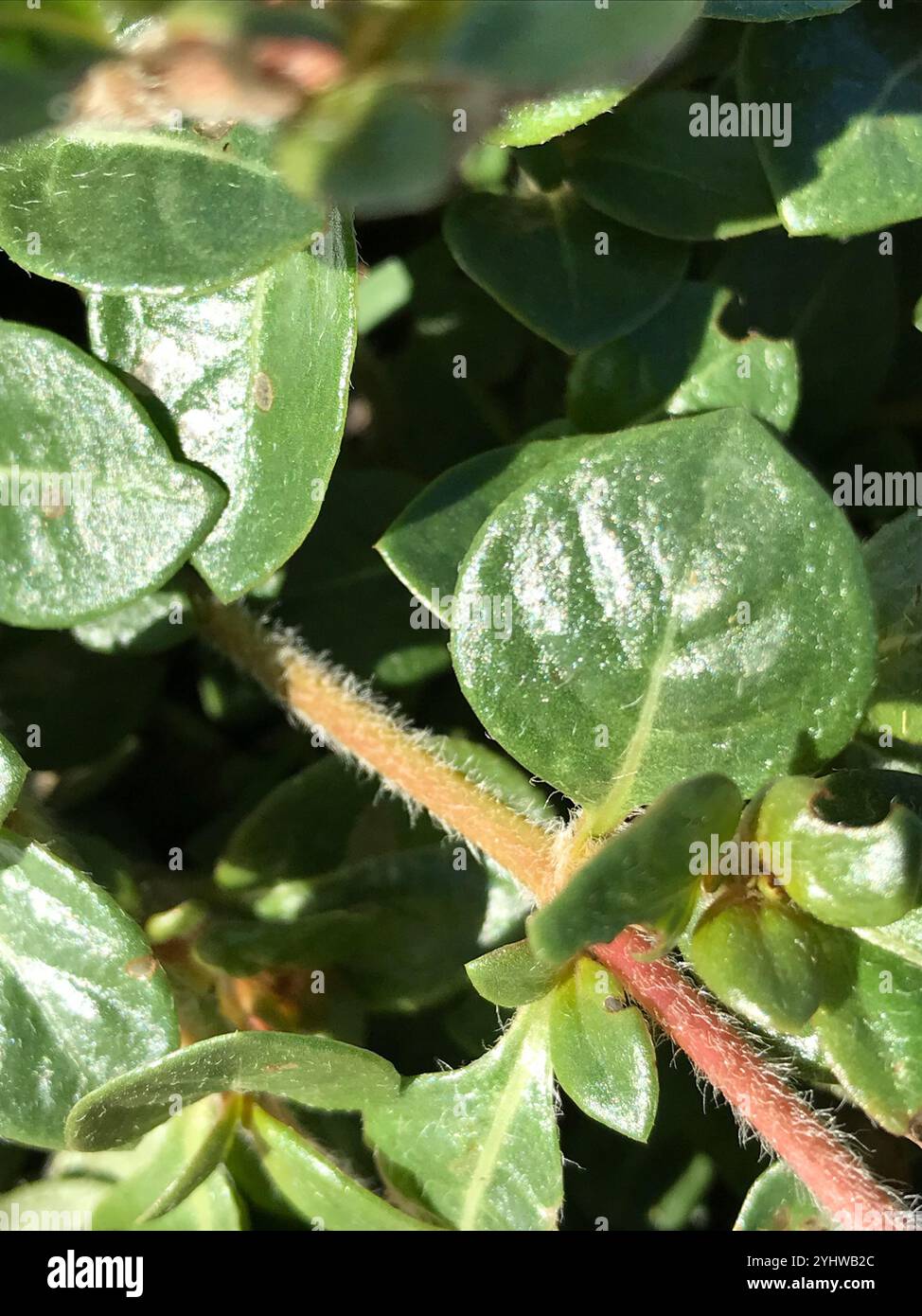 mat chaff-flower (Alternanthera caracasana Stock Photo - Alamy