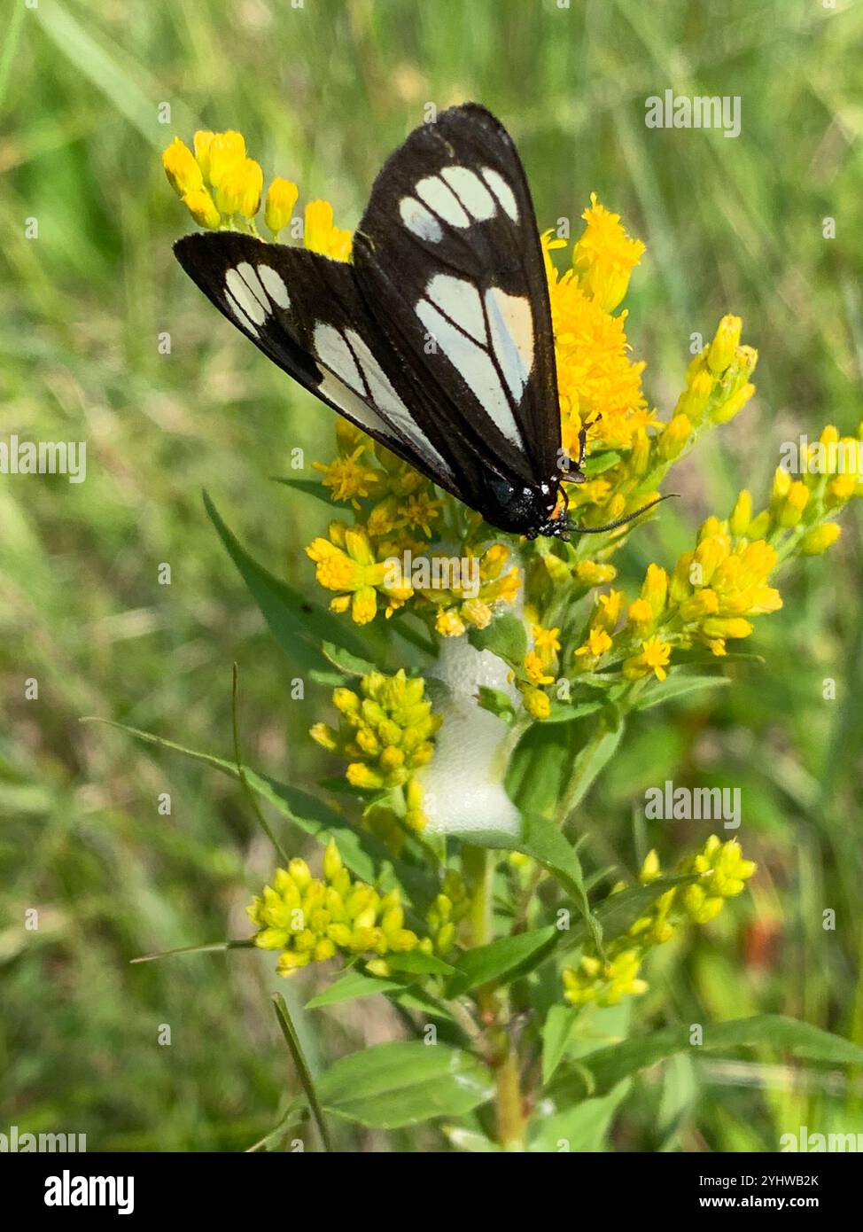 Police Car Moth (Gnophaela vermiculata Stock Photo - Alamy