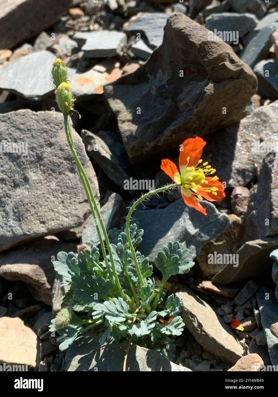 Alpine Glacier Poppy (Papaver pygmaeum Stock Photo - Alamy
