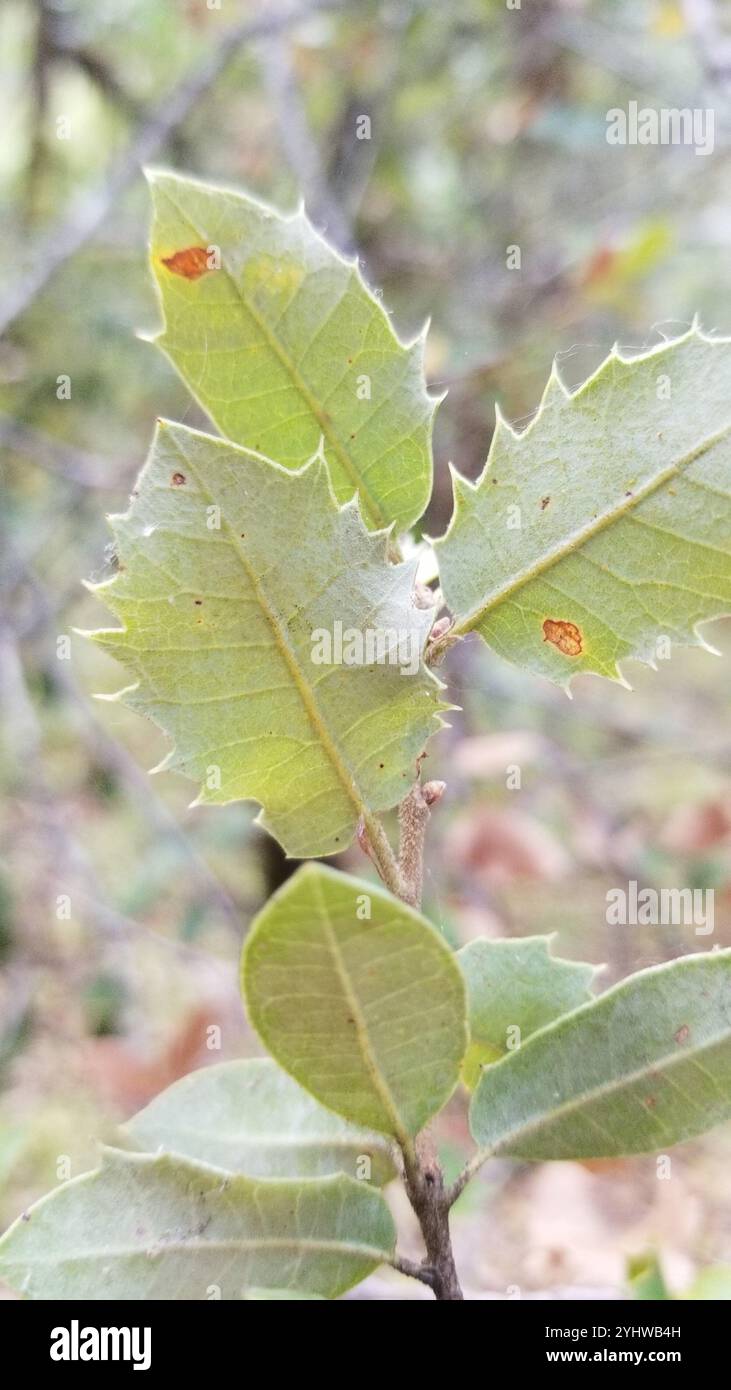 canyon live oak (Quercus chrysolepis Stock Photo - Alamy