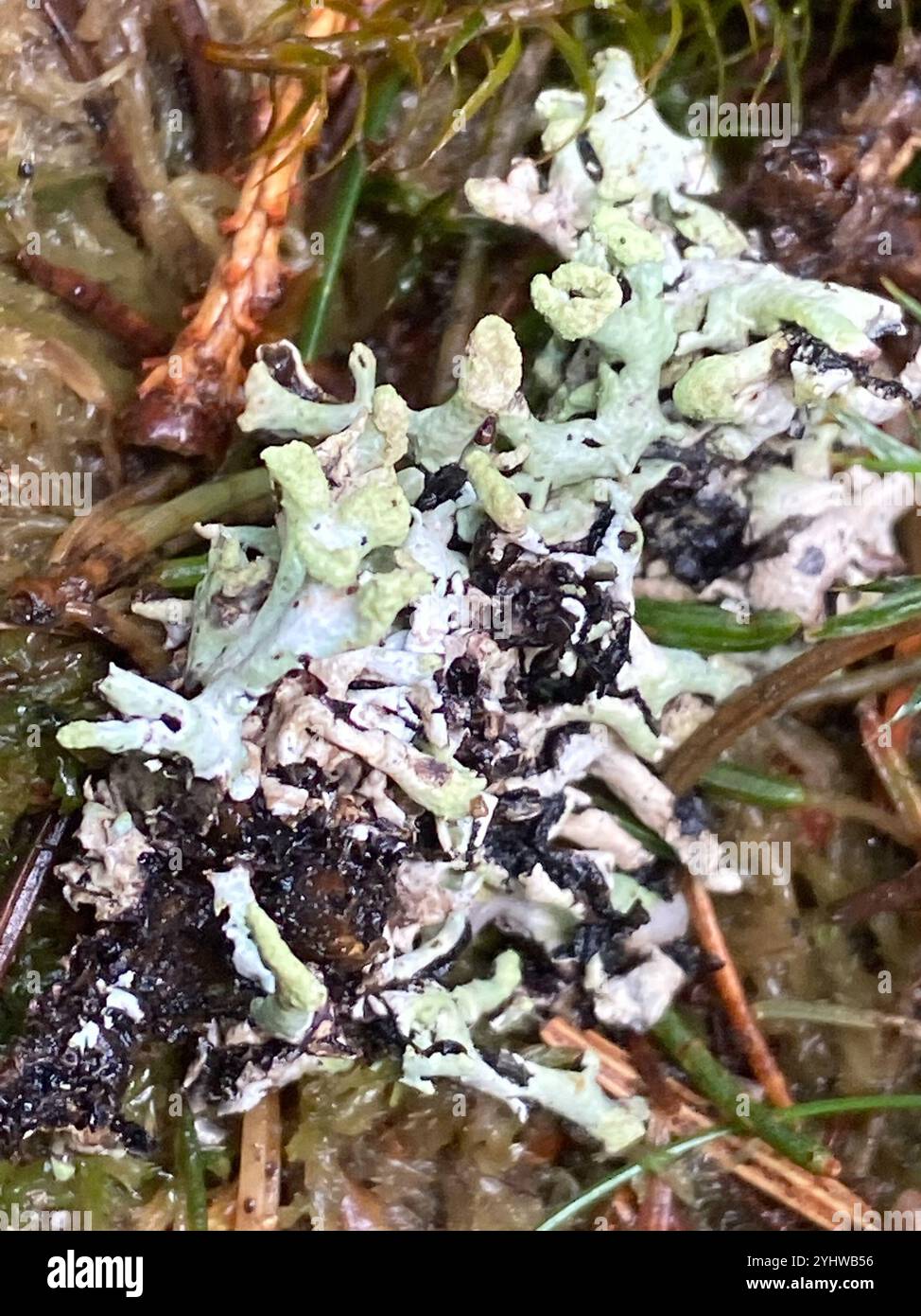 Powder-headed Tube Lichen (Hypogymnia tubulosa Stock Photo - Alamy