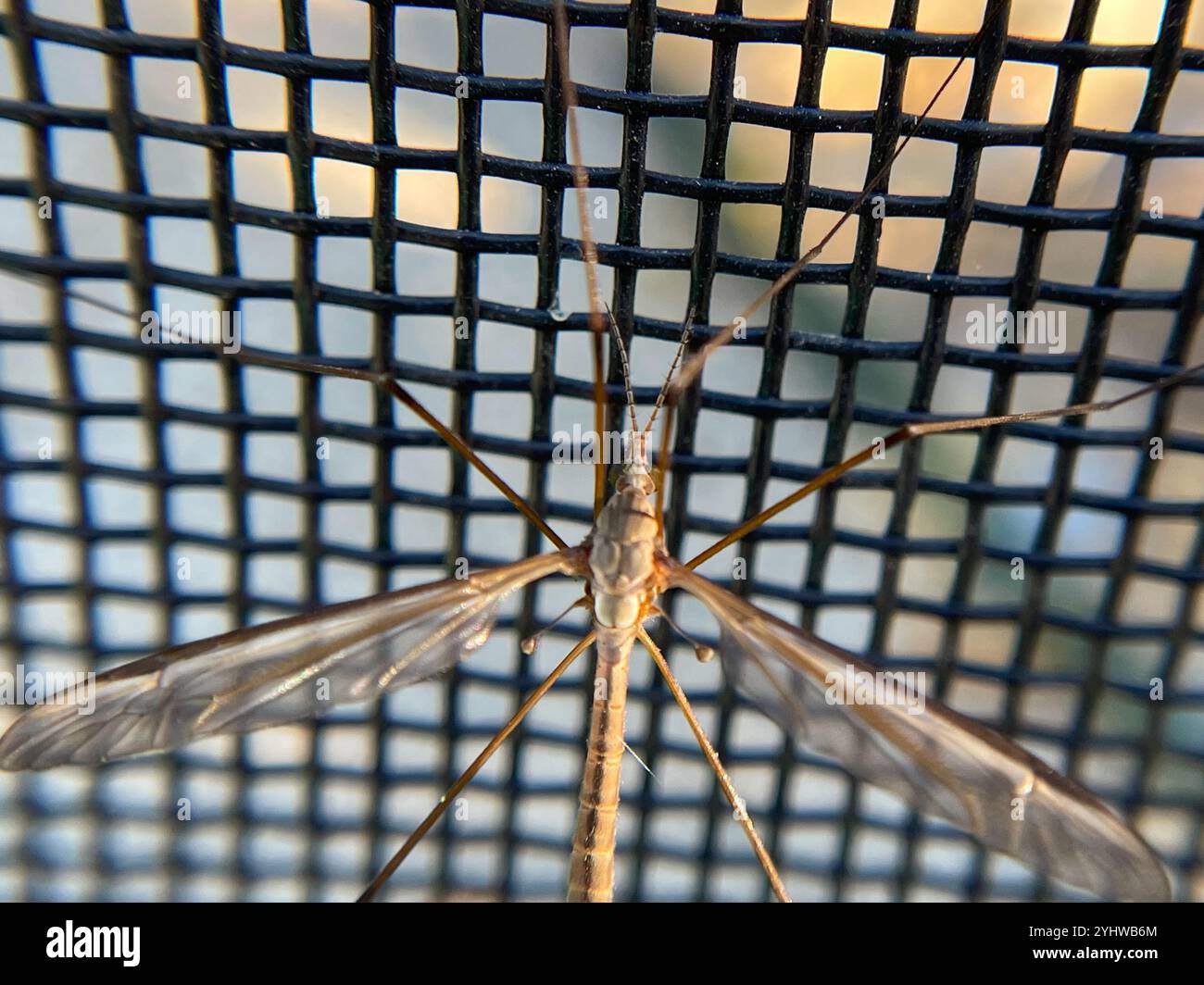 Crane Flies (Tipulomorpha Stock Photo - Alamy