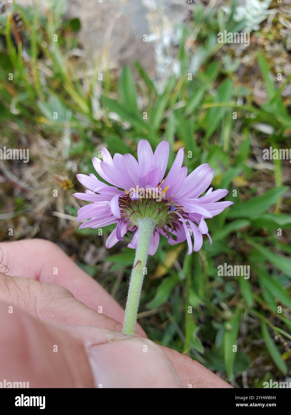Subalpine Fleabane (Erigeron glacialis Stock Photo - Alamy