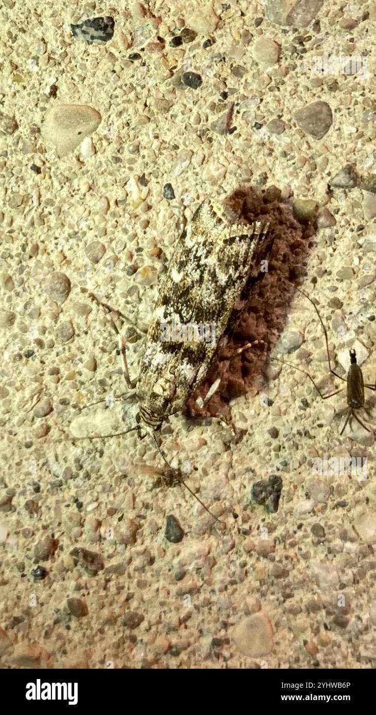 Spruce Coneworm Moth (Dioryctria reniculelloides Stock Photo - Alamy