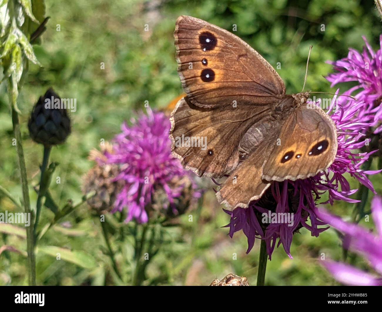 Great Sooty Satyr (Satyrus ferula Stock Photo - Alamy