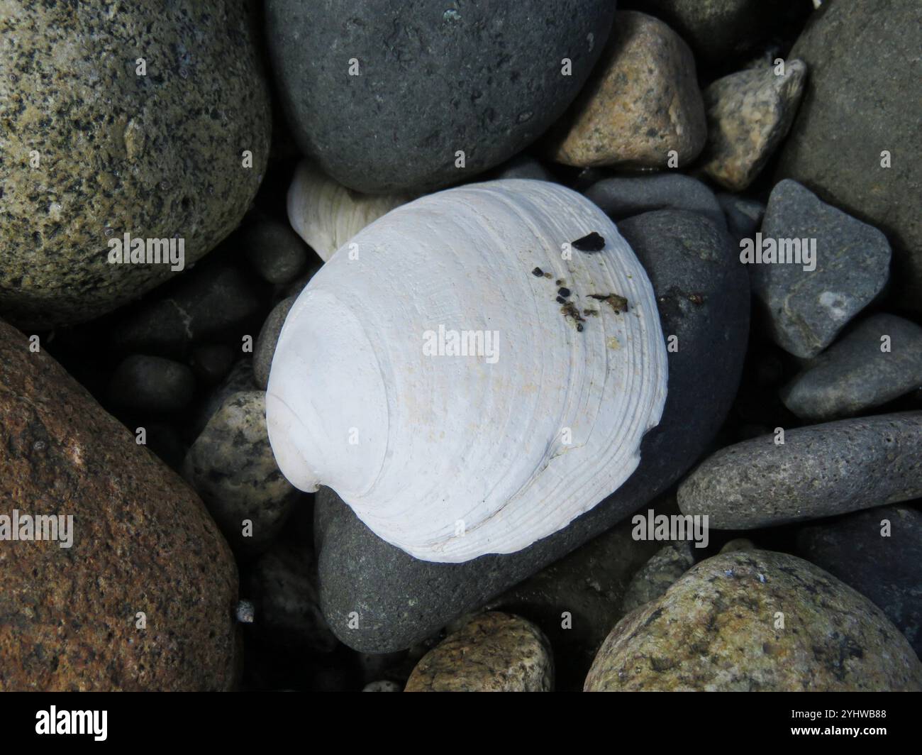 Butter Clam (Saxidomus gigantea Stock Photo - Alamy
