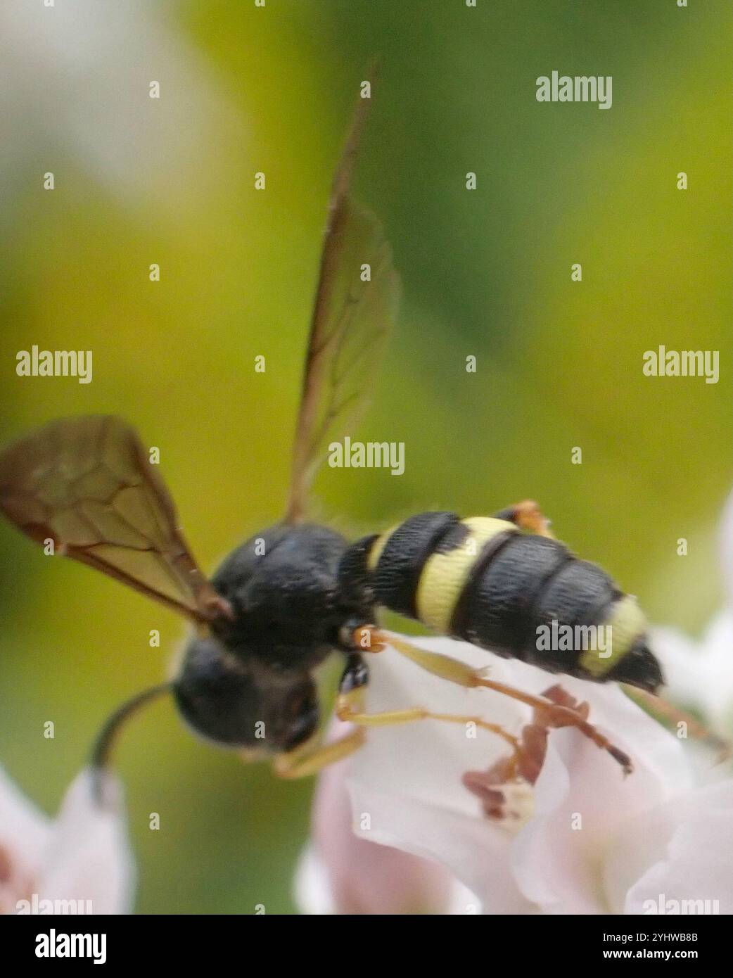 Ornate-tailed Digger Wasp (Cerceris rybyensis Stock Photo - Alamy