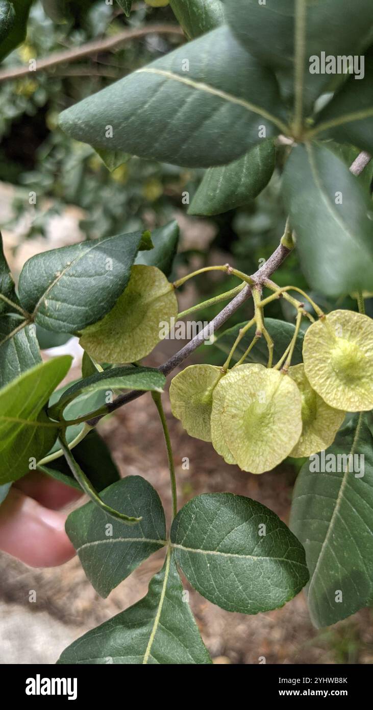 common hoptree (Ptelea trifoliata Stock Photo - Alamy