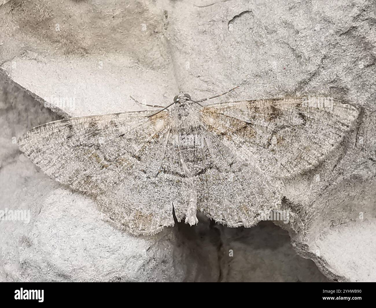 Repandata hi-res stock photography and images - Alamy