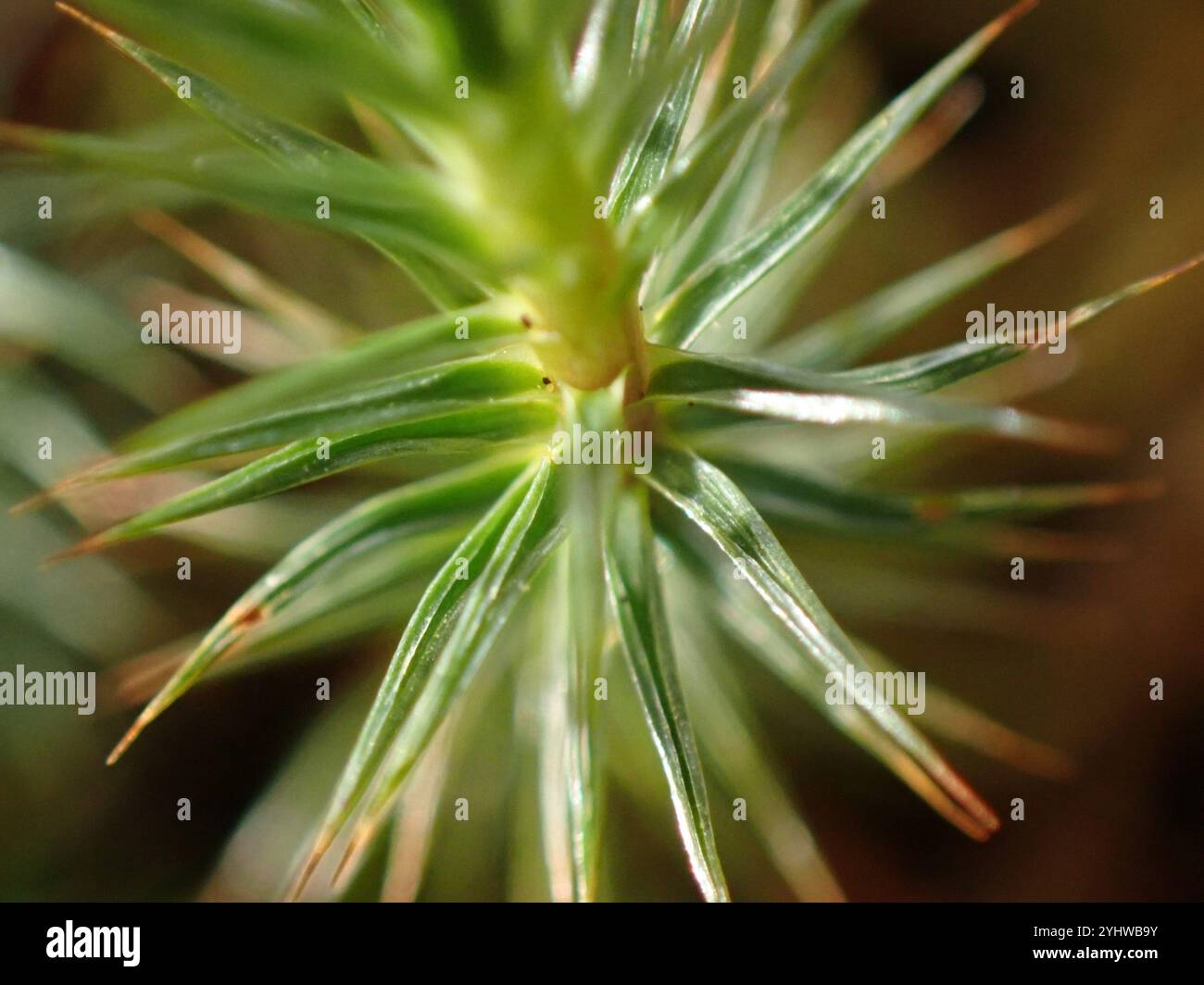 juniper haircap moss (Polytrichum juniperinum Stock Photo - Alamy
