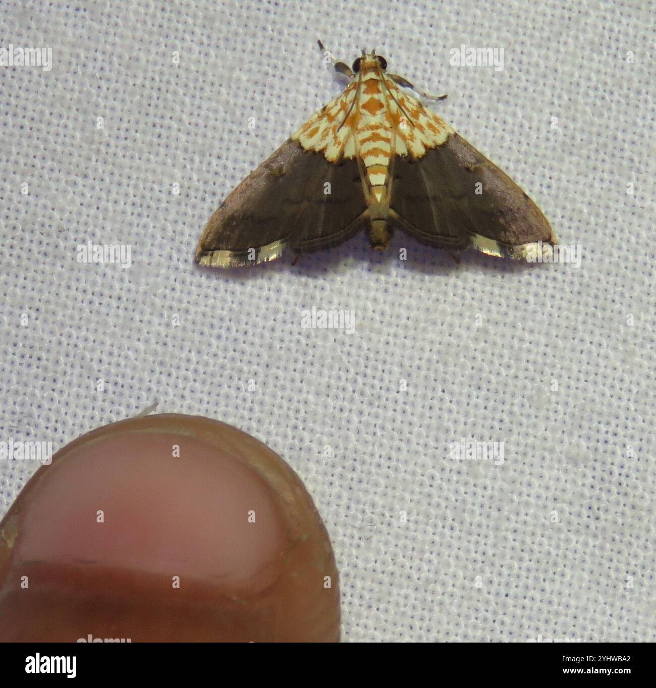 Agrotera hi-res stock photography and images - Alamy