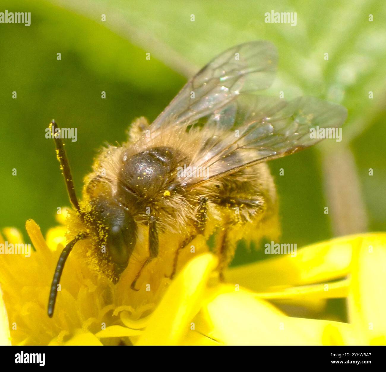 Yellow-legged Mining Bee (Andrena flavipes Stock Photo - Alamy