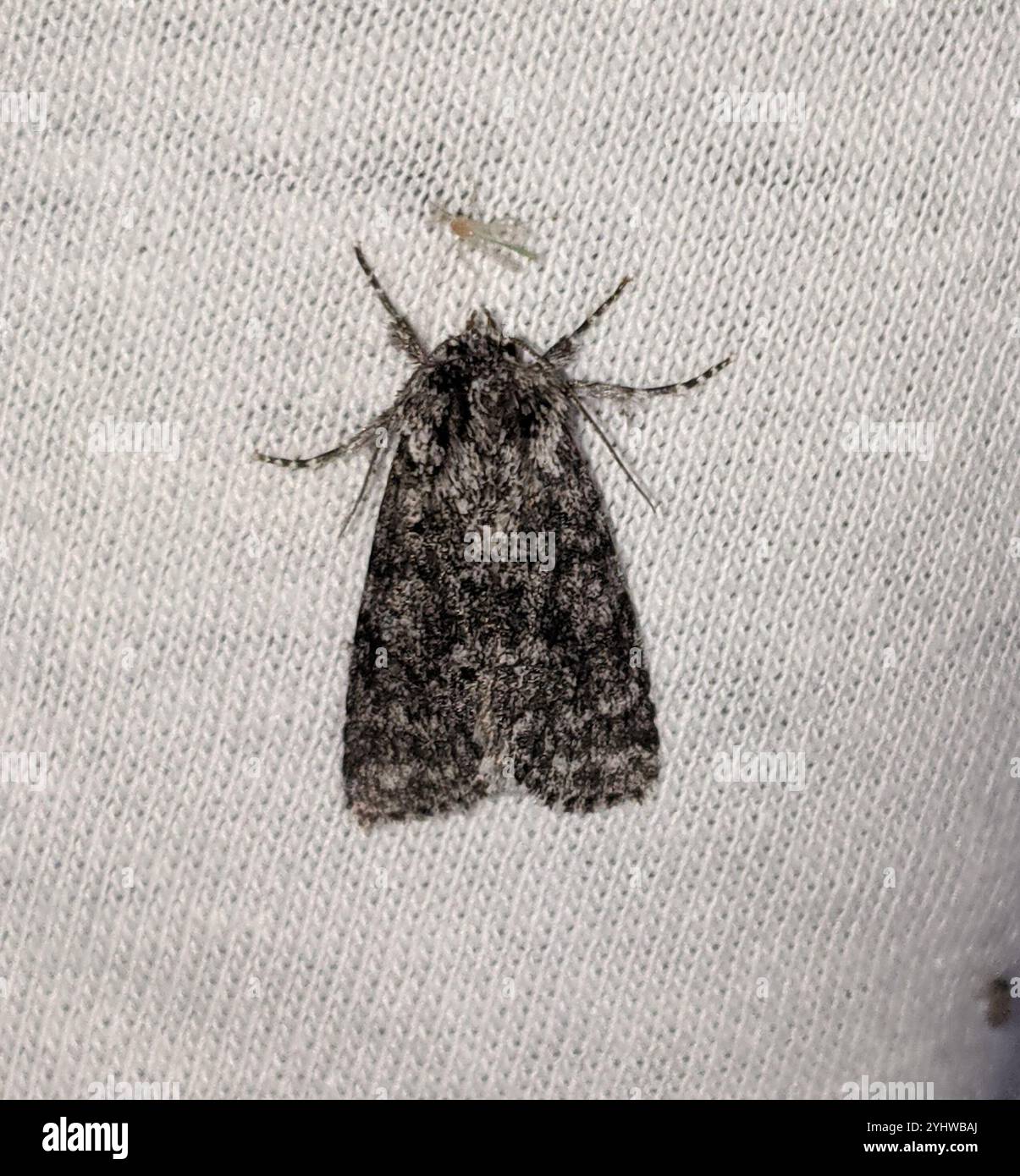 Dagger Moths (Acronicta Stock Photo - Alamy