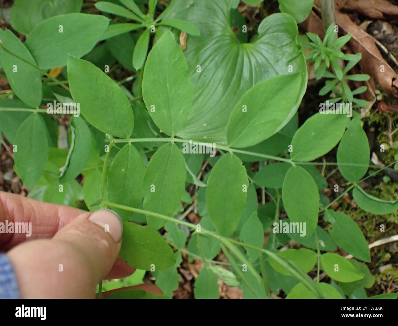 Sierra Nevada Peavine (Lathyrus nevadensis Stock Photo - Alamy