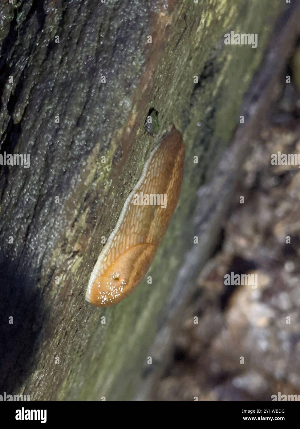 Western Dusky Slug (Arion subfuscus Stock Photo - Alamy