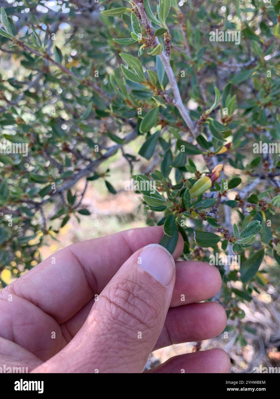 Curlleaf Mountain Mahogany (Cercocarpus ledifolius Stock Photo - Alamy