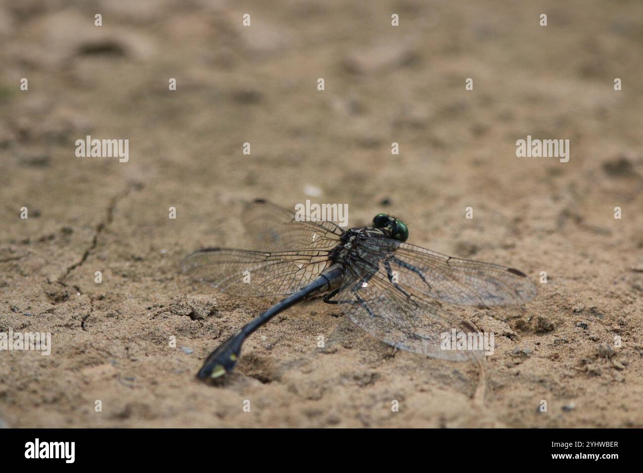 Cobra Clubtail (Gomphurus vastus Stock Photo - Alamy