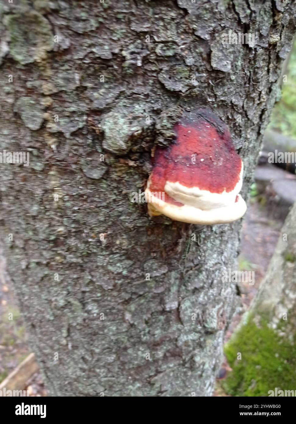 Red-banded Polypore (Fomitopsis pinicola Stock Photo - Alamy