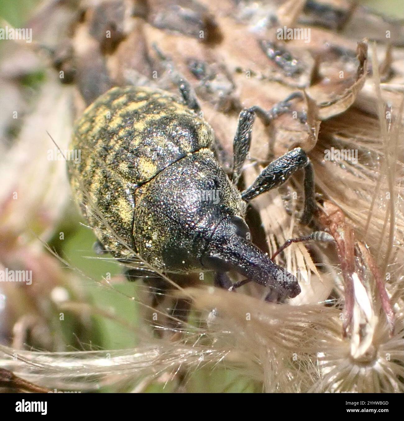 Cylindrical weevil hi-res stock photography and images - Alamy