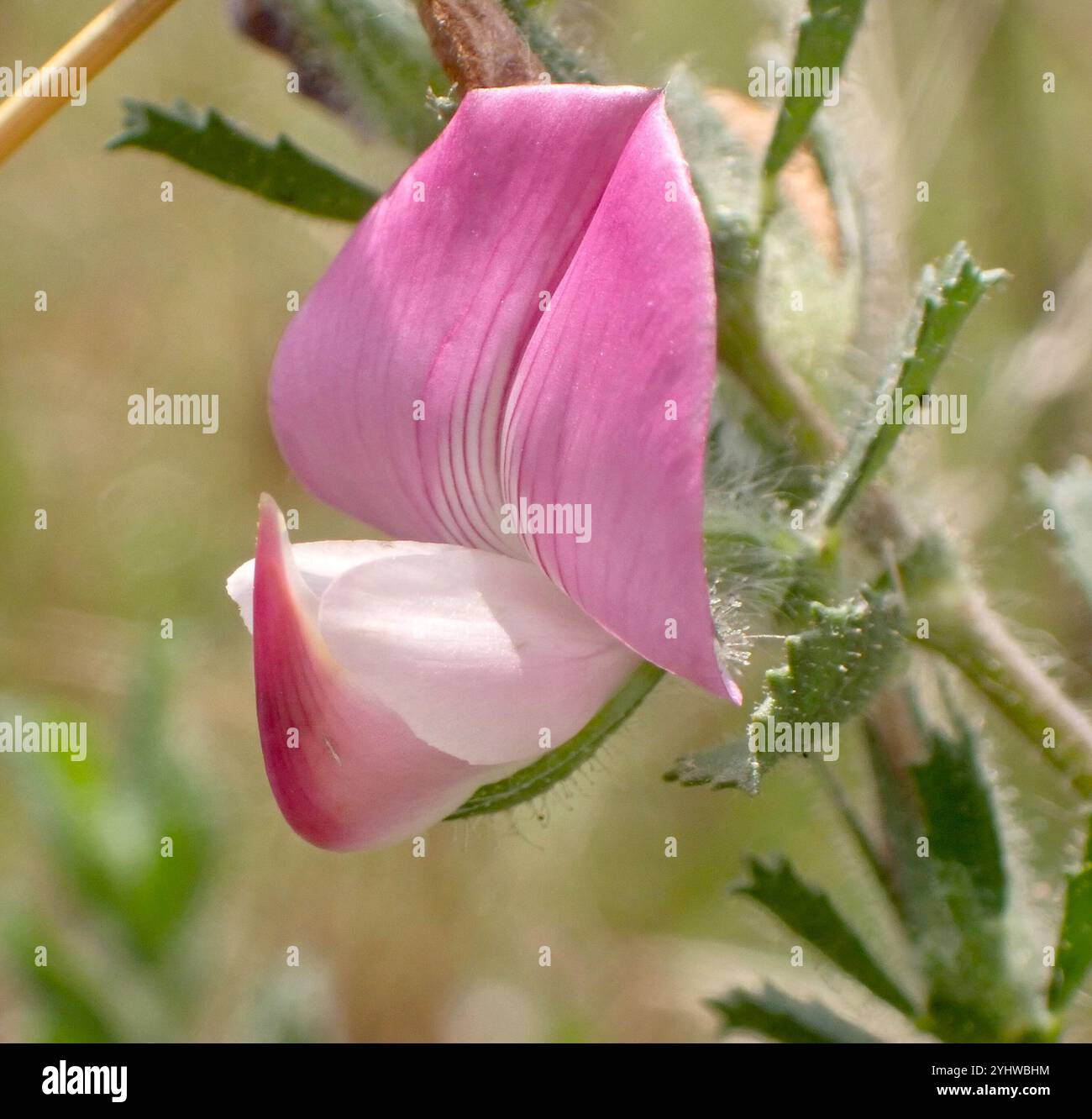 Spiny restharrow (Ononis spinosa Stock Photo - Alamy