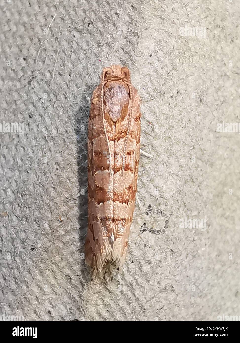 Orange pine tortrix hi-res stock photography and images - Alamy