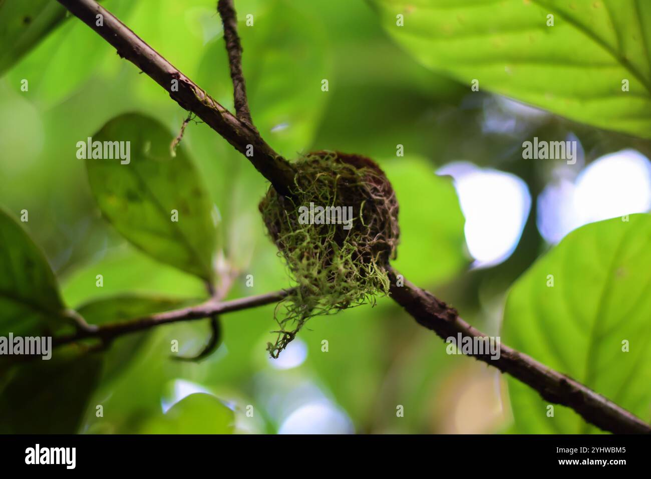 Rounded nest on tree in Monteverde cloud forest, Costa Rica Stock Photo ...