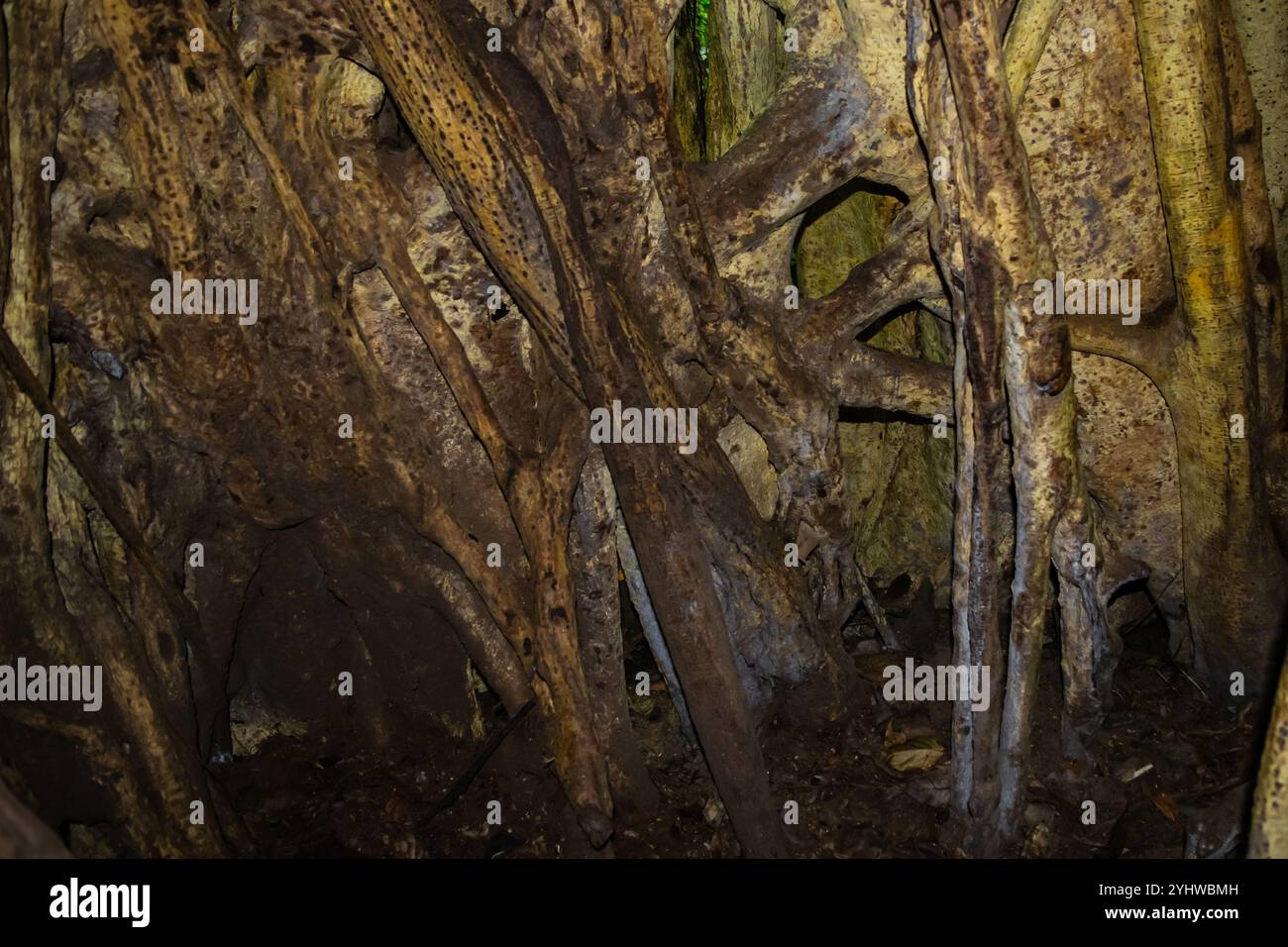 Hollow tree log hi-res stock photography and images - Alamy