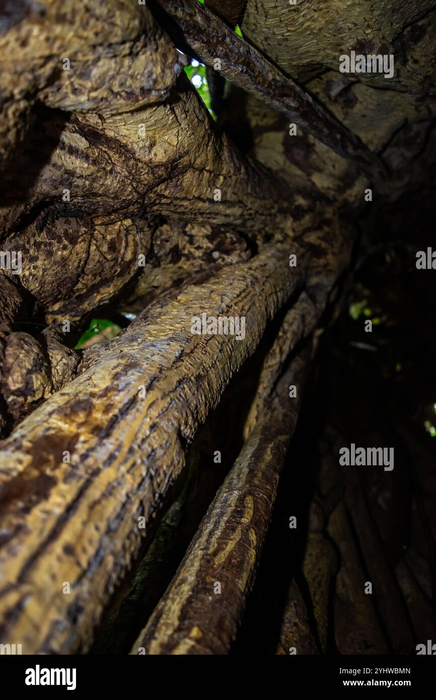 Inside a log hi-res stock photography and images - Alamy
