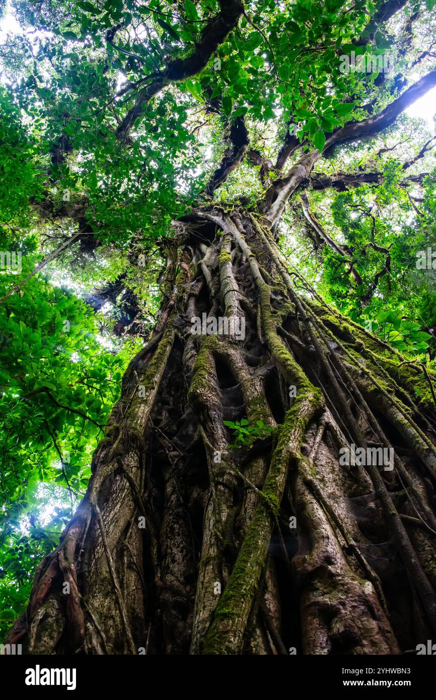 Large Strangler Fig Tree (Ficus costaricana), Monteverde, Costa Rica ...