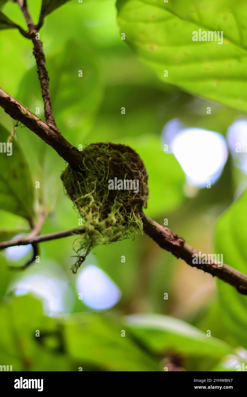 Rounded nest on tree in Monteverde cloud forest, Costa Rica Stock Photo ...