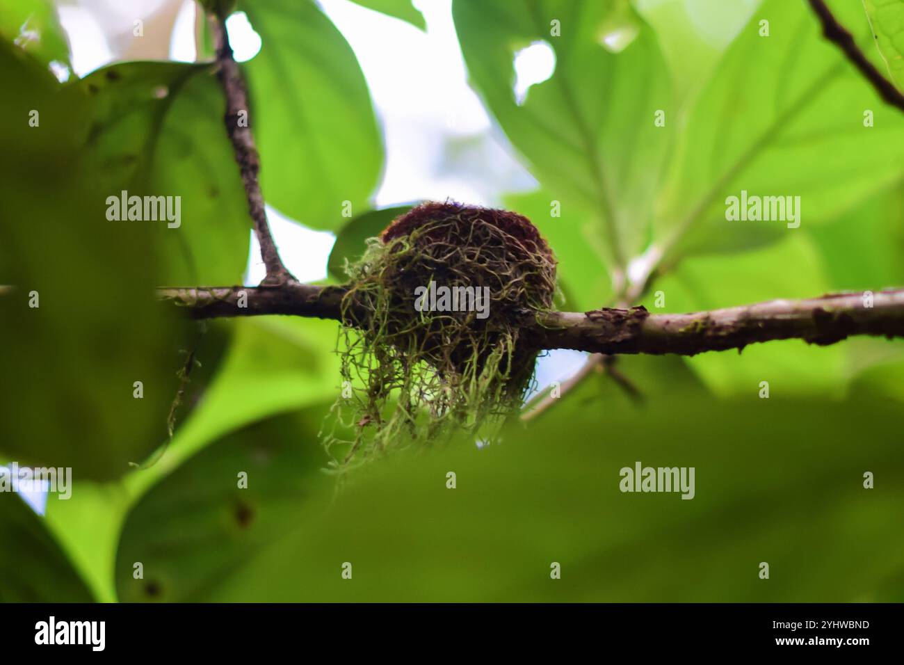 Rounded nest on tree in Monteverde cloud forest, Costa Rica Stock Photo ...