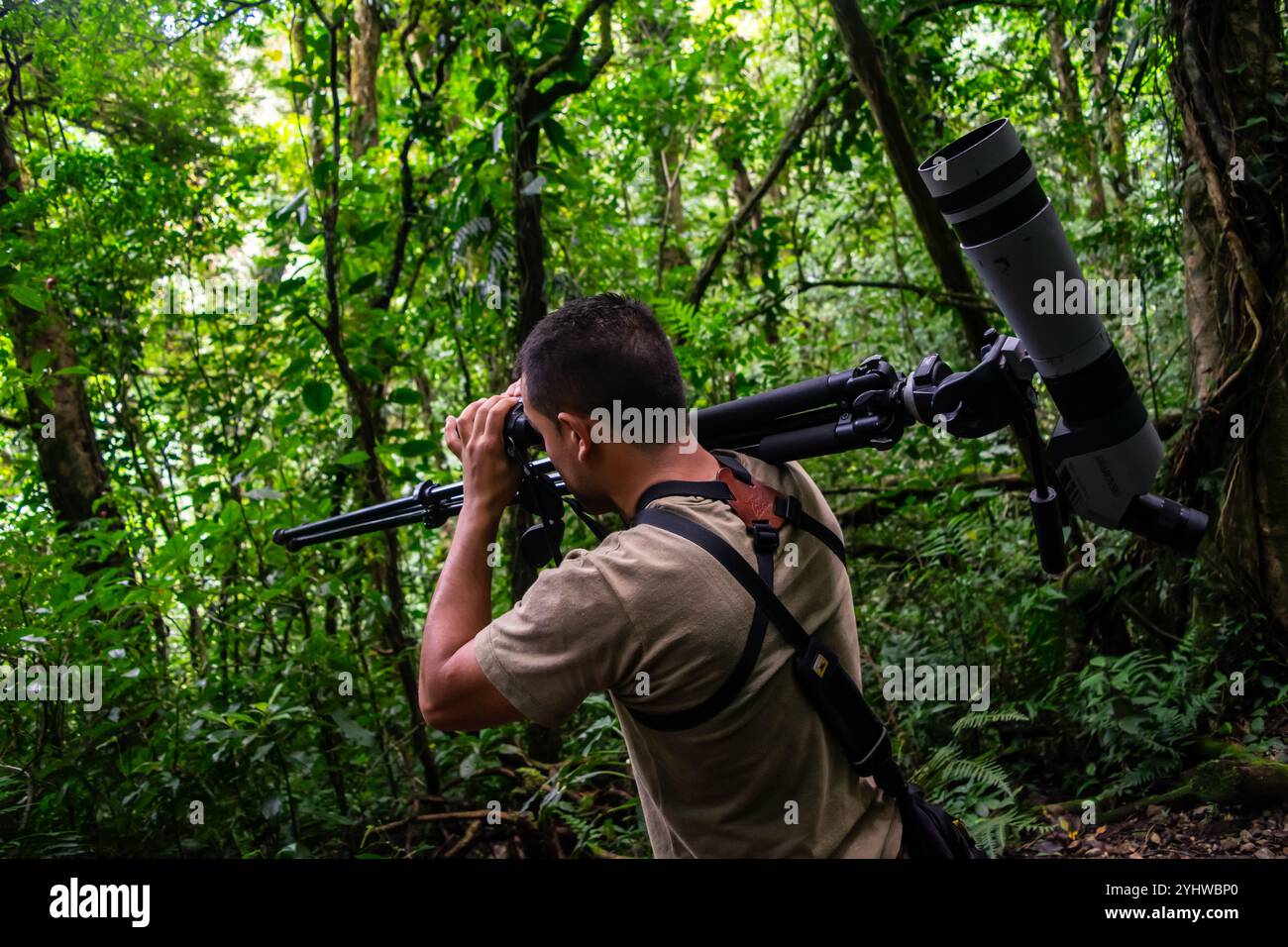 George of the Cloud Forest, guide and specialist, using binoculars to spot wildlife in Monterey ...